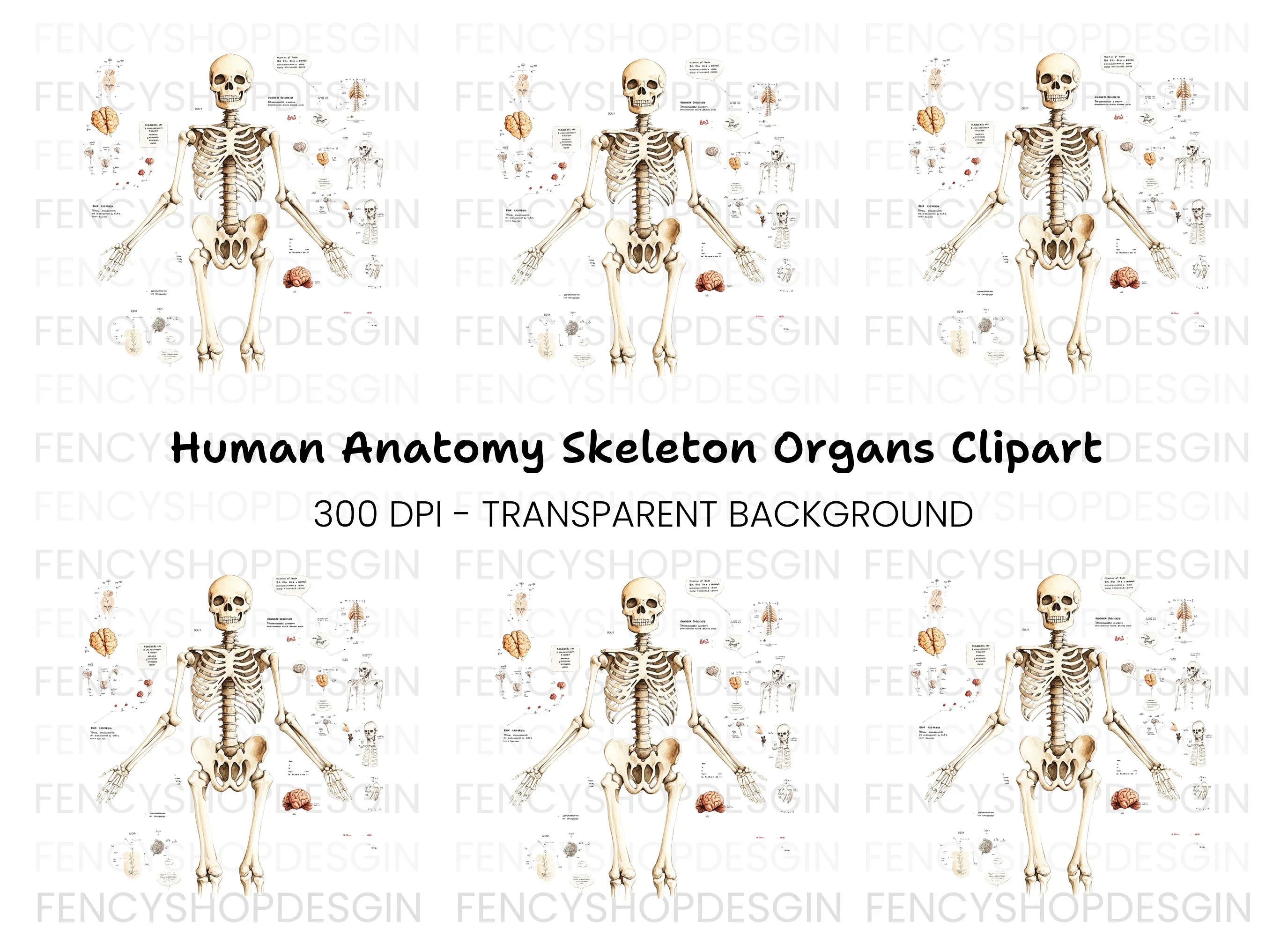 Human Skeleton Anatomy Clipart Bundle