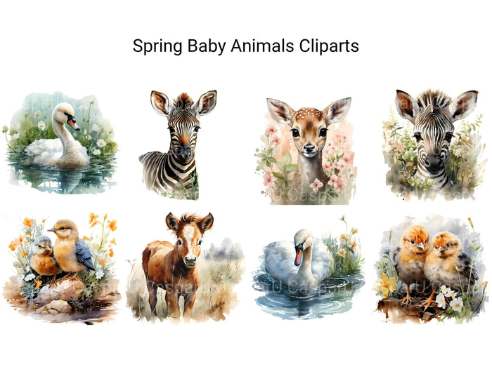 Spring Baby Animals