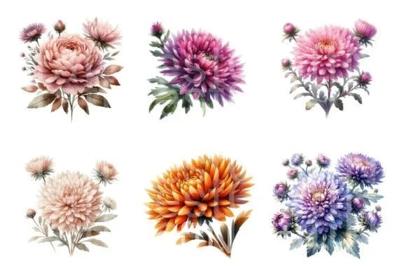 Aster Flower Clipart Bundle