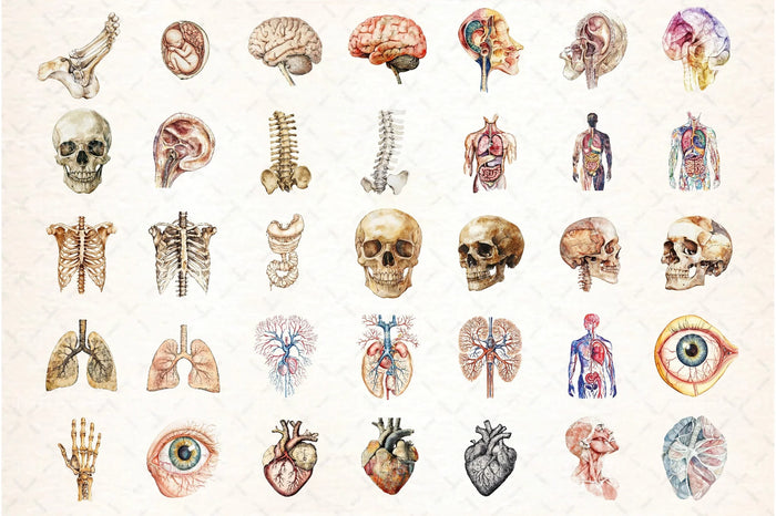 Antique Anatomy Overlays Clipart Bundle