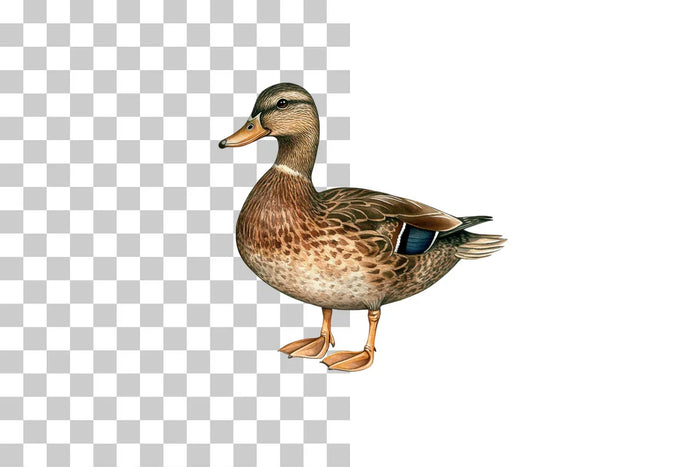 Mallard Duck Wildlife Clipart Bundle