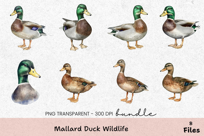 Mallard Duck Wildlife Clipart Bundle